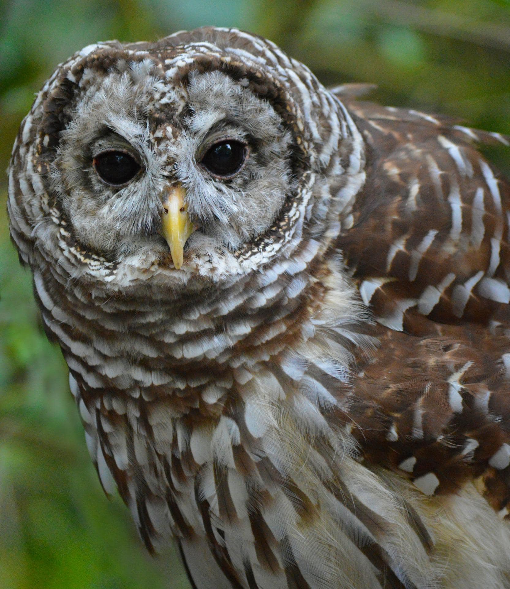 10 Real Life Animal Stories to Build Compassion and Empathy - Dandelion ...