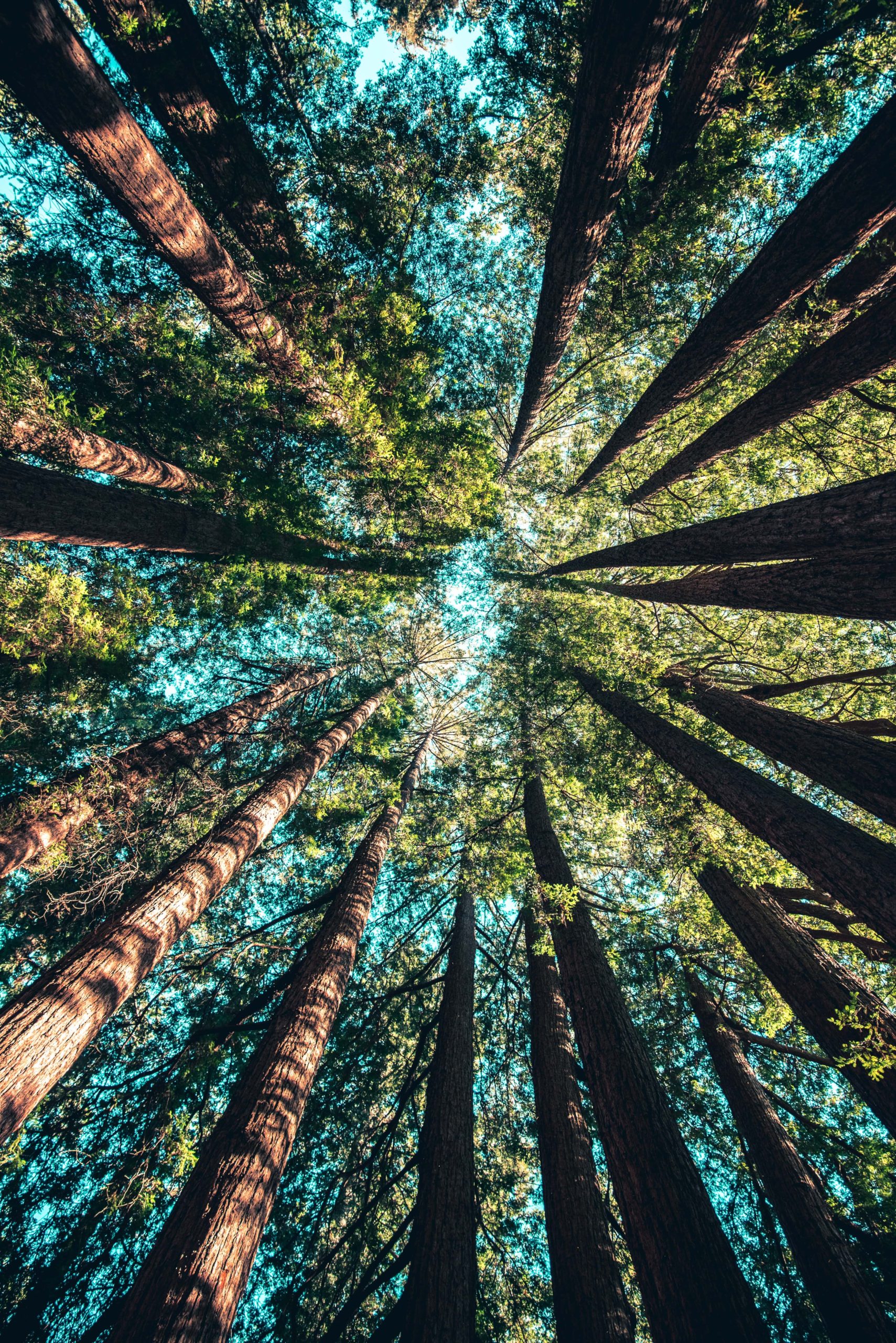 What is Nature Connection? 5 Easy Ways to Feel More Connected to Nature ...