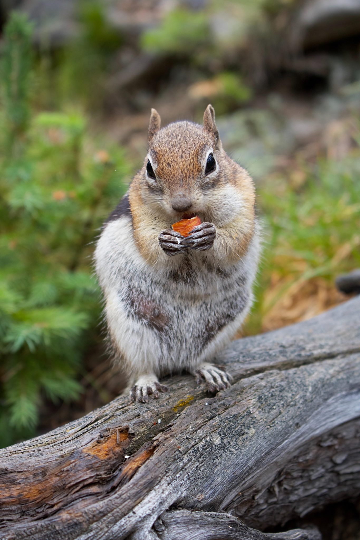 10 Real Life Animal Stories to Build Compassion and Empathy - Dandelion ...