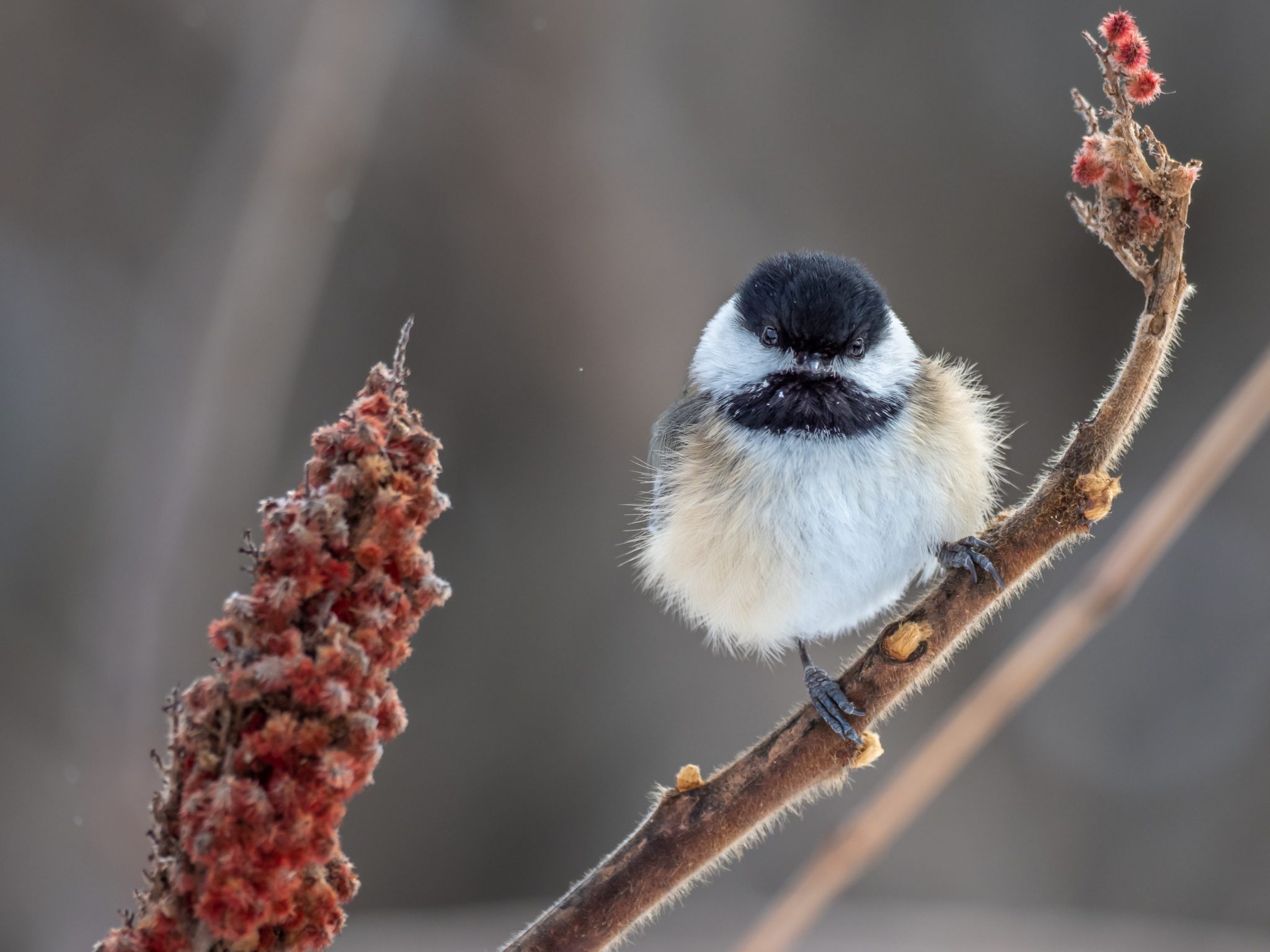 10 Real Life Animal Stories to Build Compassion and Empathy - Dandelion ...